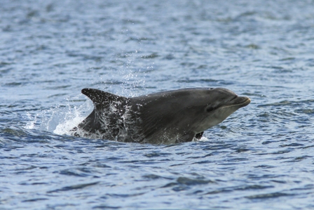Bottlenose Dolphins of the Moray Firth - Celtic Life International