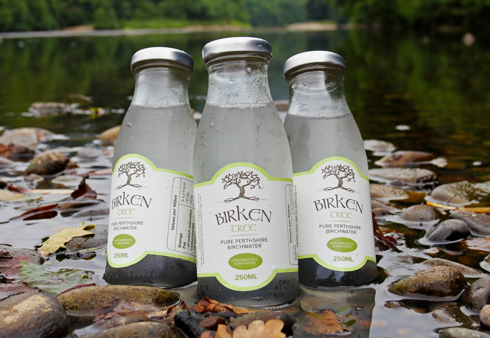 Birken Tree - Celtic Life International