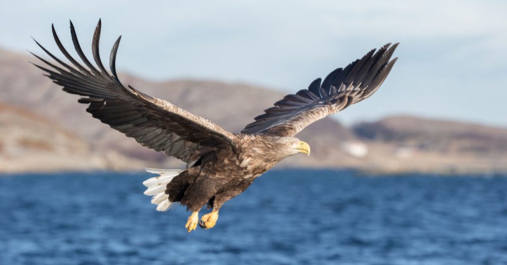 Scotland’s White-Tailed Eagles - Celtic Life International