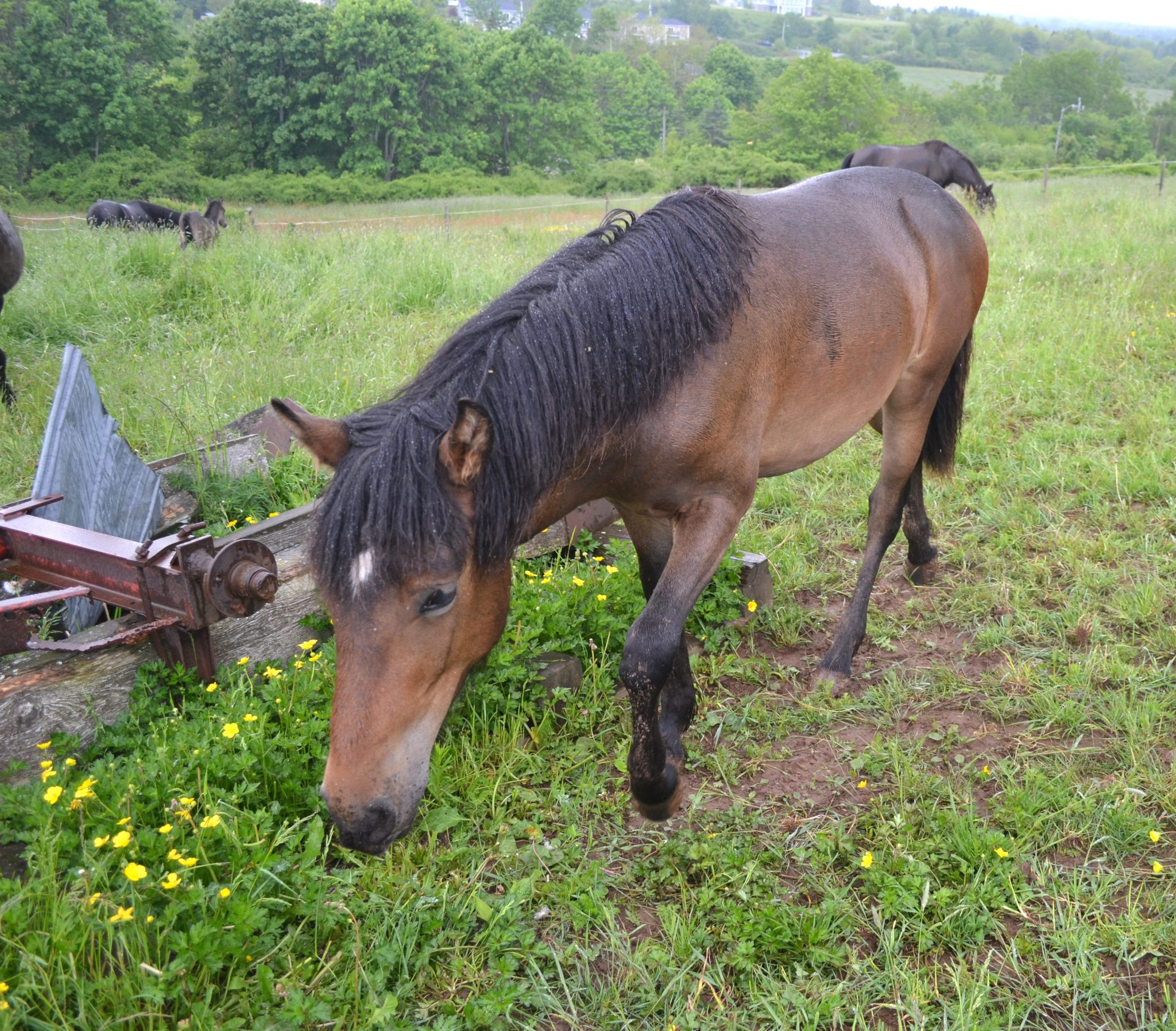 The Newfoundland Pony - Celtic Life International